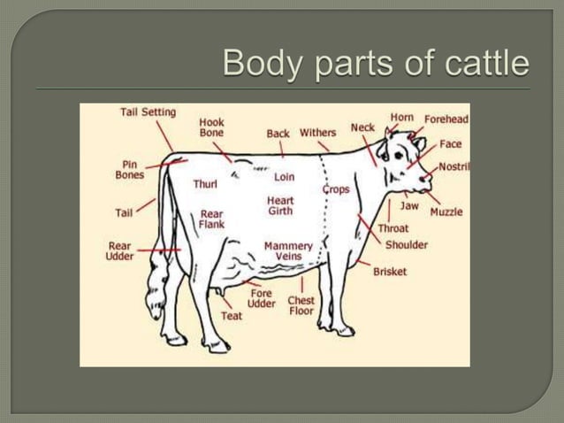 different animal body parts by dr jigar patel | PPTX