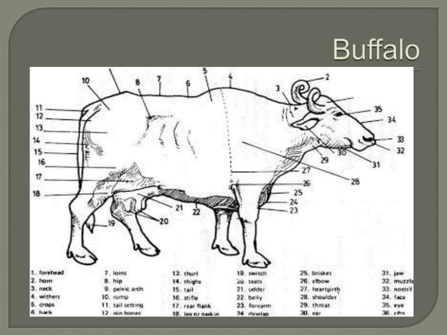 different animal body parts by dr jigar patel | PPTX