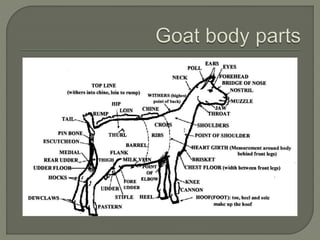 different animal body parts by dr jigar patel | PPTX
