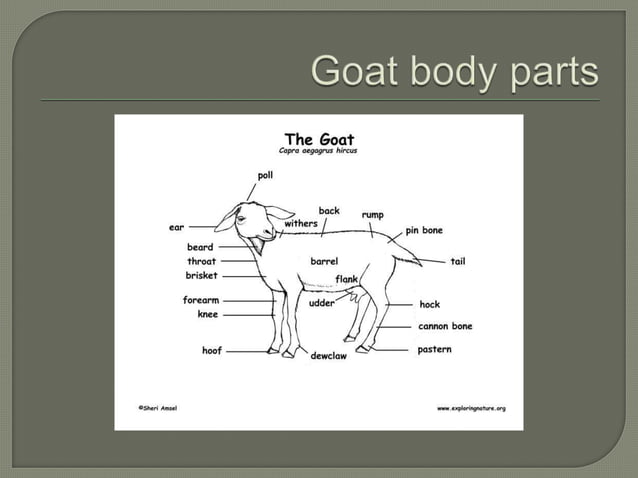 different animal body parts by dr jigar patel | PPTX