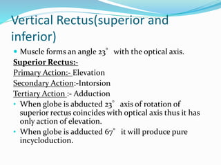 Extraocular muscles | PPTX