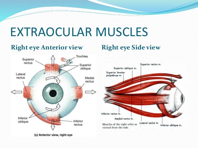Extraocular muscles