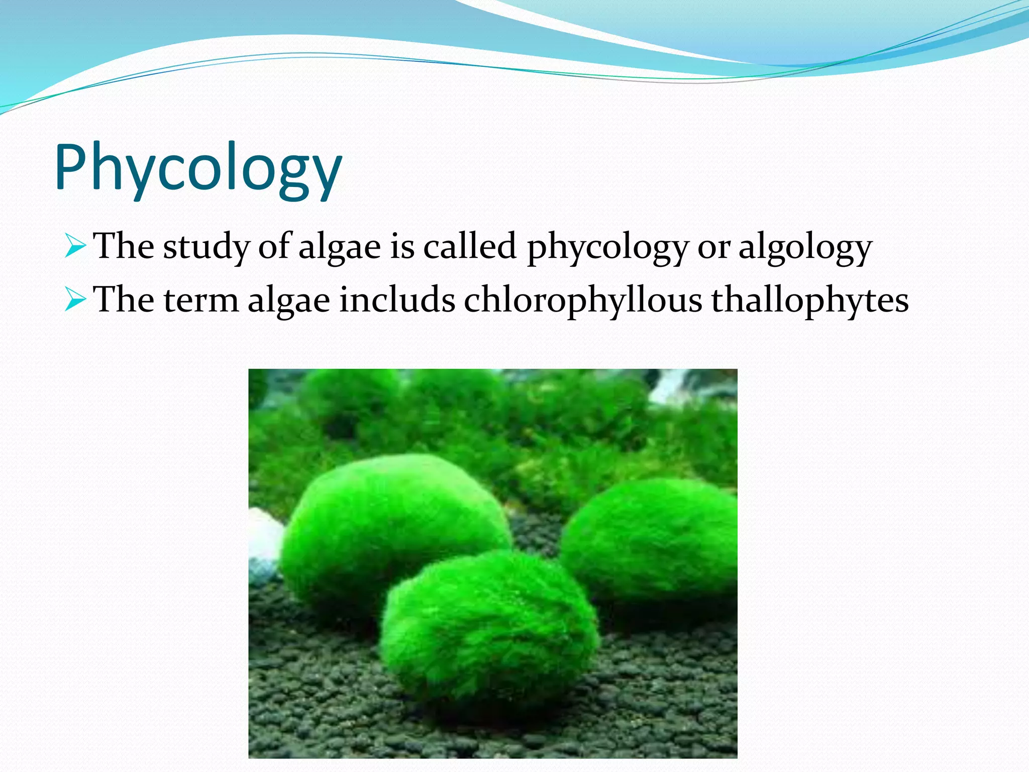 phycology-algal classification, thallus organization, reproduction | PPTX