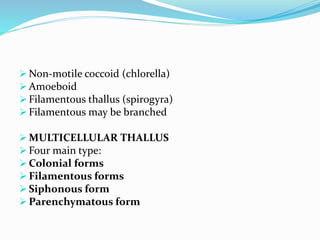 phycology-algal classification, thallus organization, reproduction | PPT