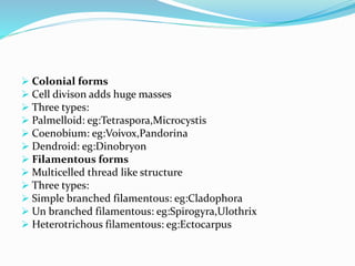 phycology-algal classification, thallus organization, reproduction | PPT