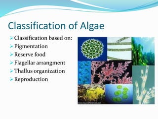 phycology-algal classification, thallus organization, reproduction | PPTX