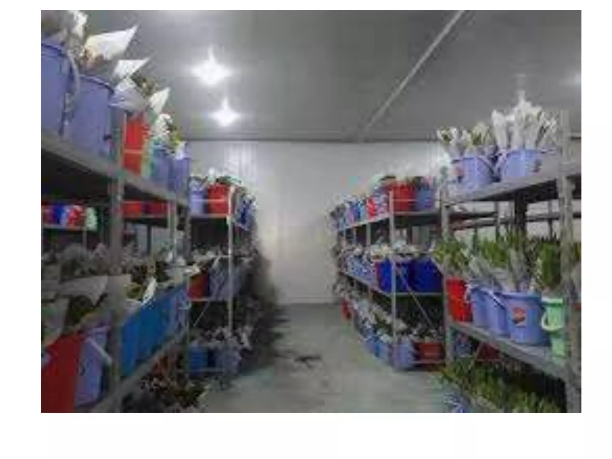 post harvest management of cut flower , cut flower ,harvest management ...