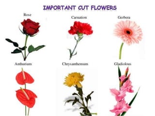 post harvest management of cut flower , cut flower ,harvest management ...