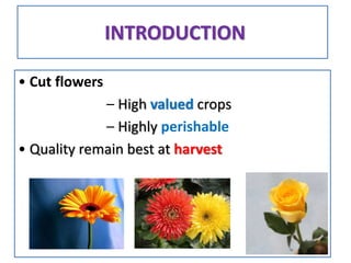post harvest management of cut flower , cut flower ,harvest management ...
