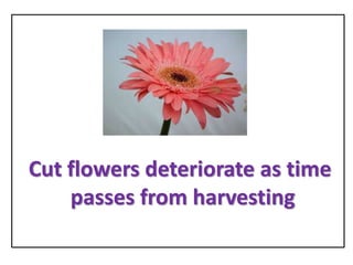 post harvest management of cut flower , cut flower ,harvest management ...