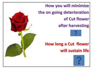 post harvest management of cut flower , cut flower ,harvest management ...