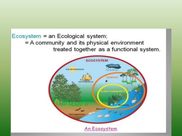 Eco system power point presentation | PPTX | Science