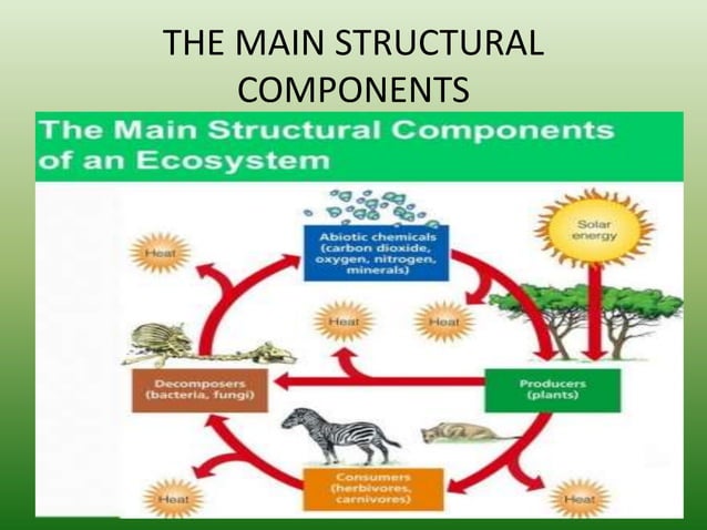 Eco system power point presentation | PPTX | Science