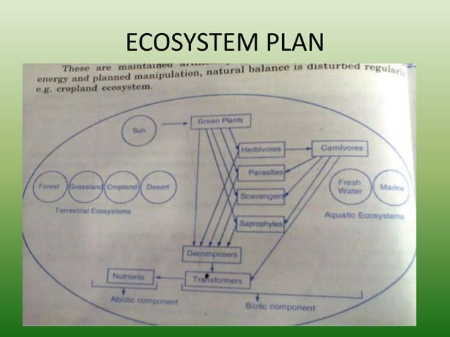 Eco system power point presentation | PPTX | Science