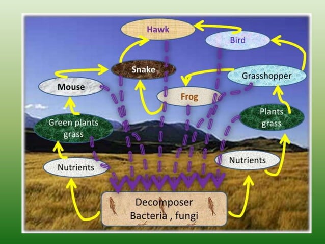 Eco system power point presentation | PPTX | Science