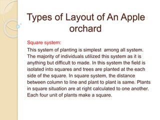 apple layout techniqes | PPTX