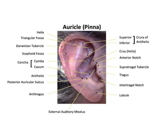 External ear- development | PPT