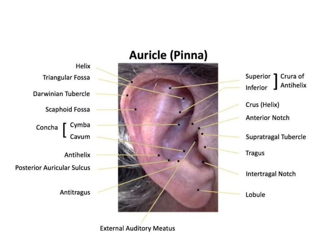 External ear- development | PPT