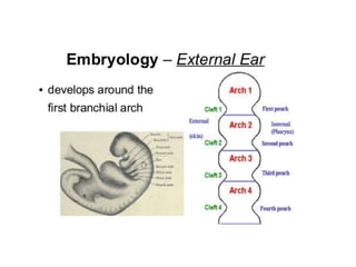 External ear- development | PPT
