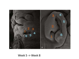 External ear- development | PPT