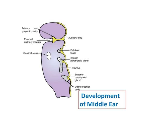 External ear- development | PPT