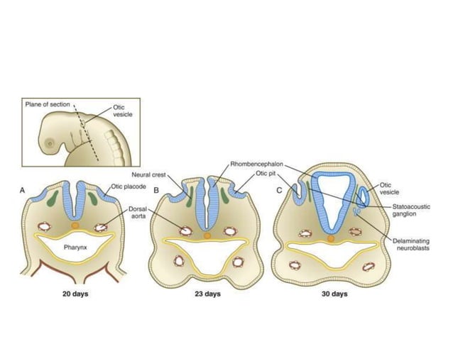 External ear- development | PPT
