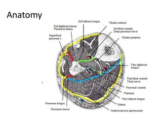 Parascapular and free fibula flaps | PPTX