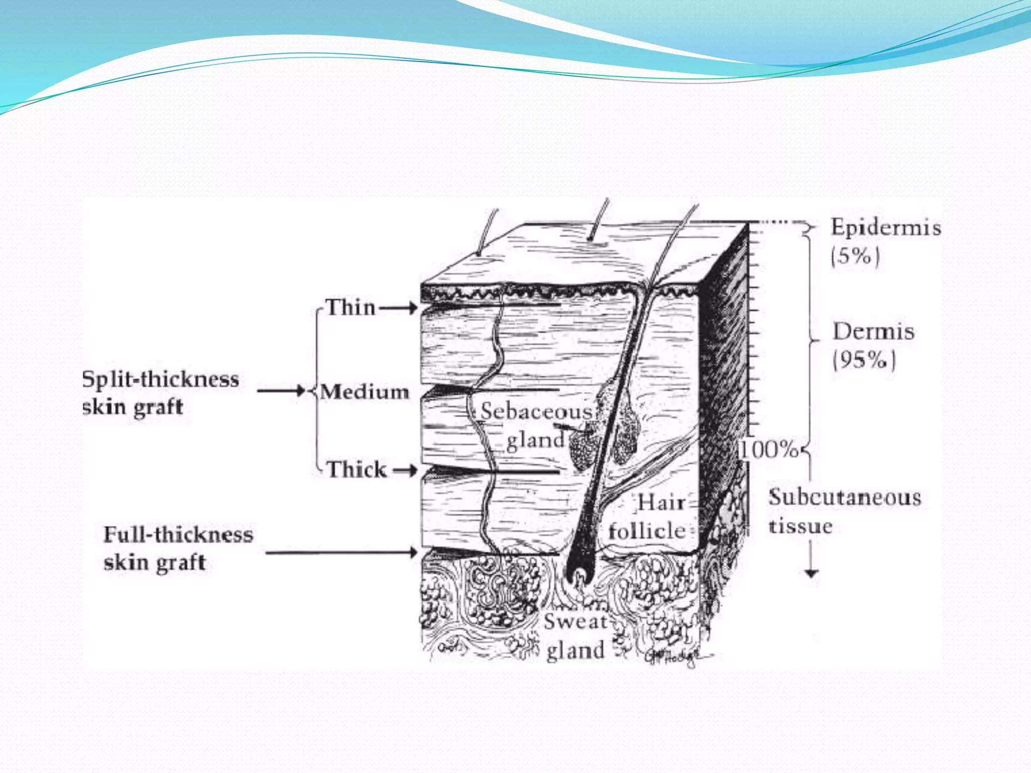 Skin healing and repair | PPTX