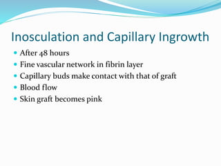 Skin healing and repair | PPTX