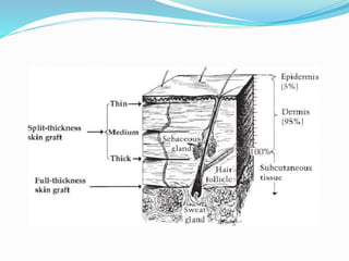 Skin healing and repair | PPTX