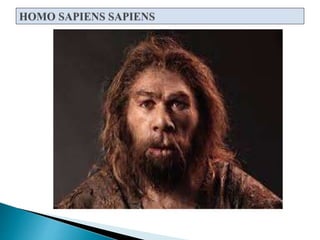 Study of Human evolution | PPTX