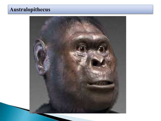 Study of Human evolution | PPTX