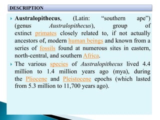 Study of Human evolution | PPTX