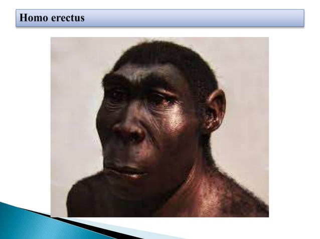 Study of Human evolution | PPTX