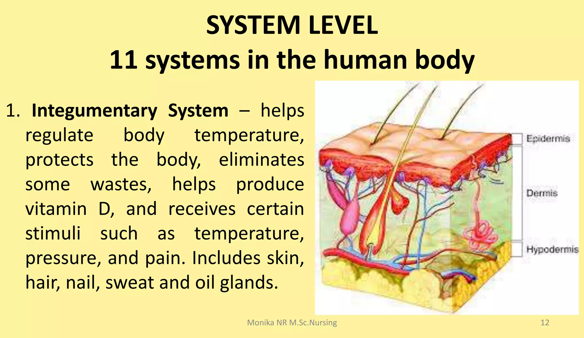 levels of structural organisation of human body | PPTX