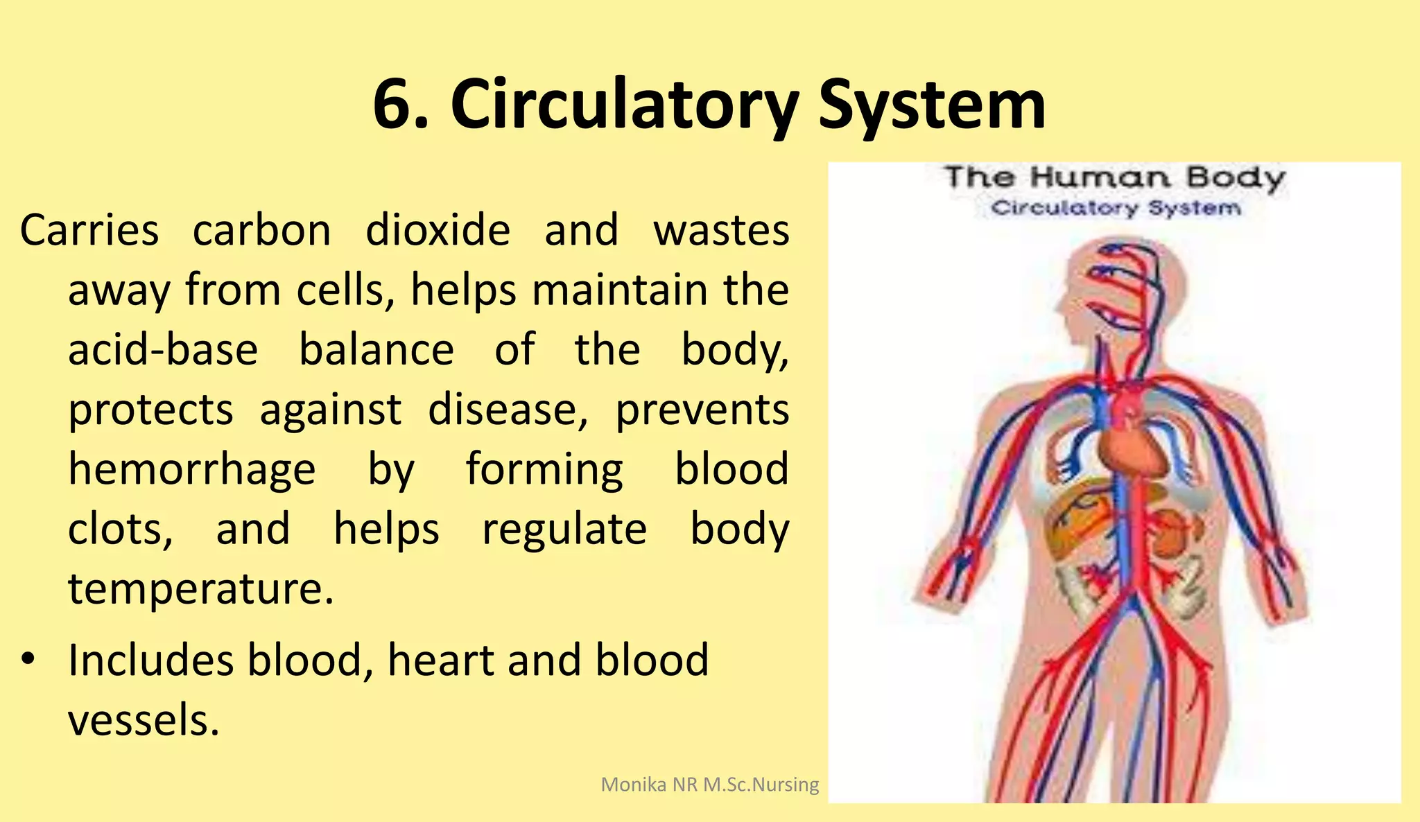 levels of structural organisation of human body | PPTX