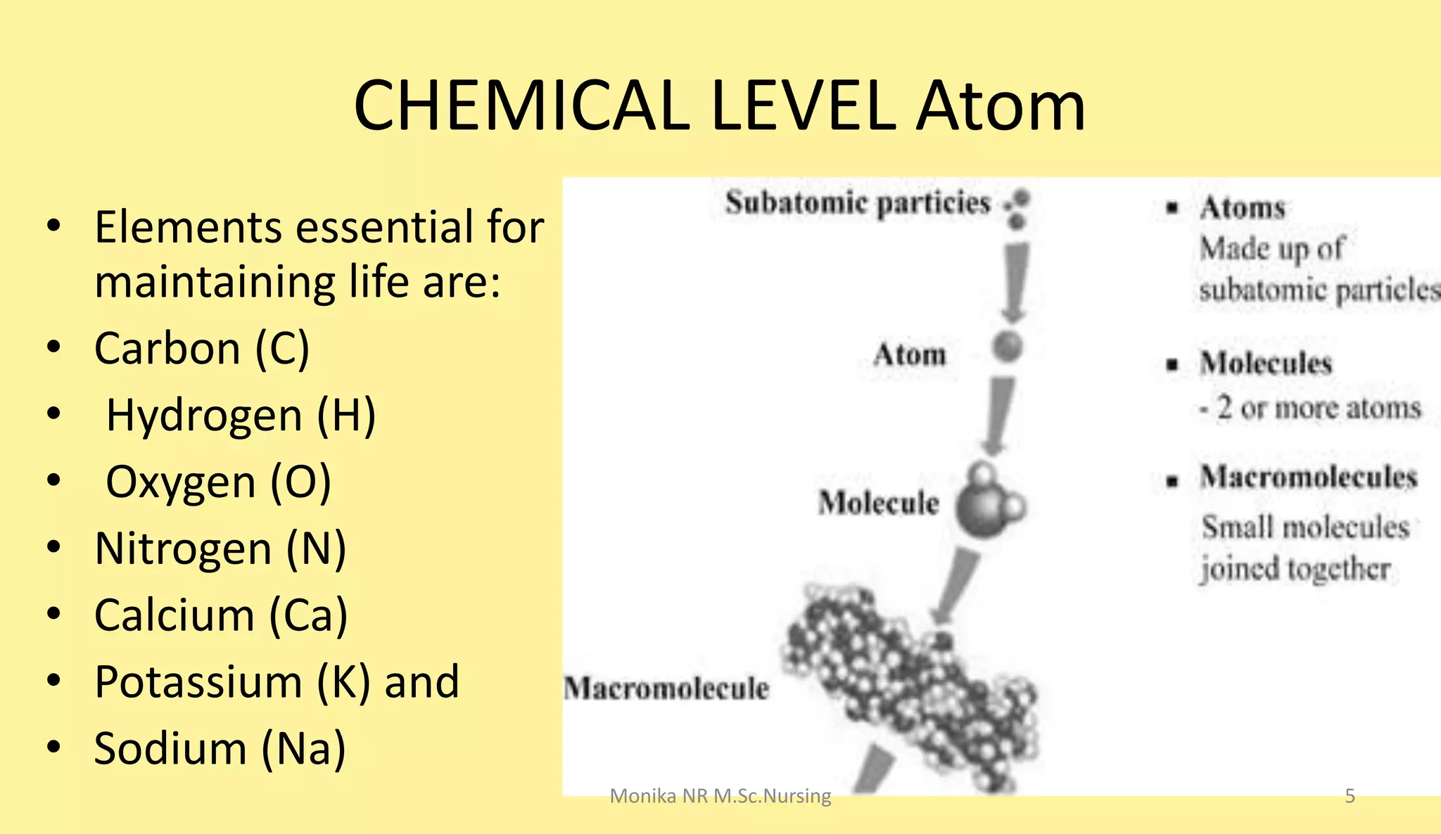 levels of structural organisation of human body | PPTX