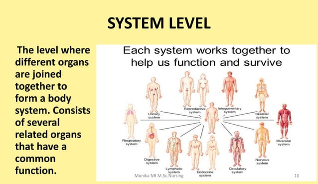 levels of structural organisation of human body | PPT