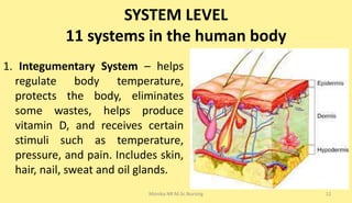 levels of structural organisation of human body | PPTX