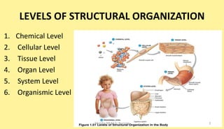 levels of structural organisation of human body | PPT
