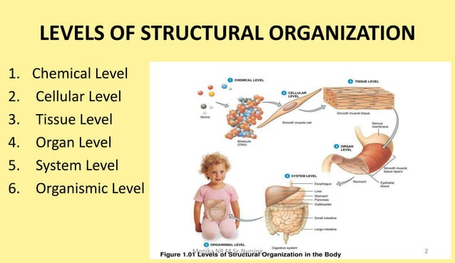 levels of structural organisation of human body | PPT