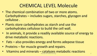 levels of structural organisation of human body | PPTX