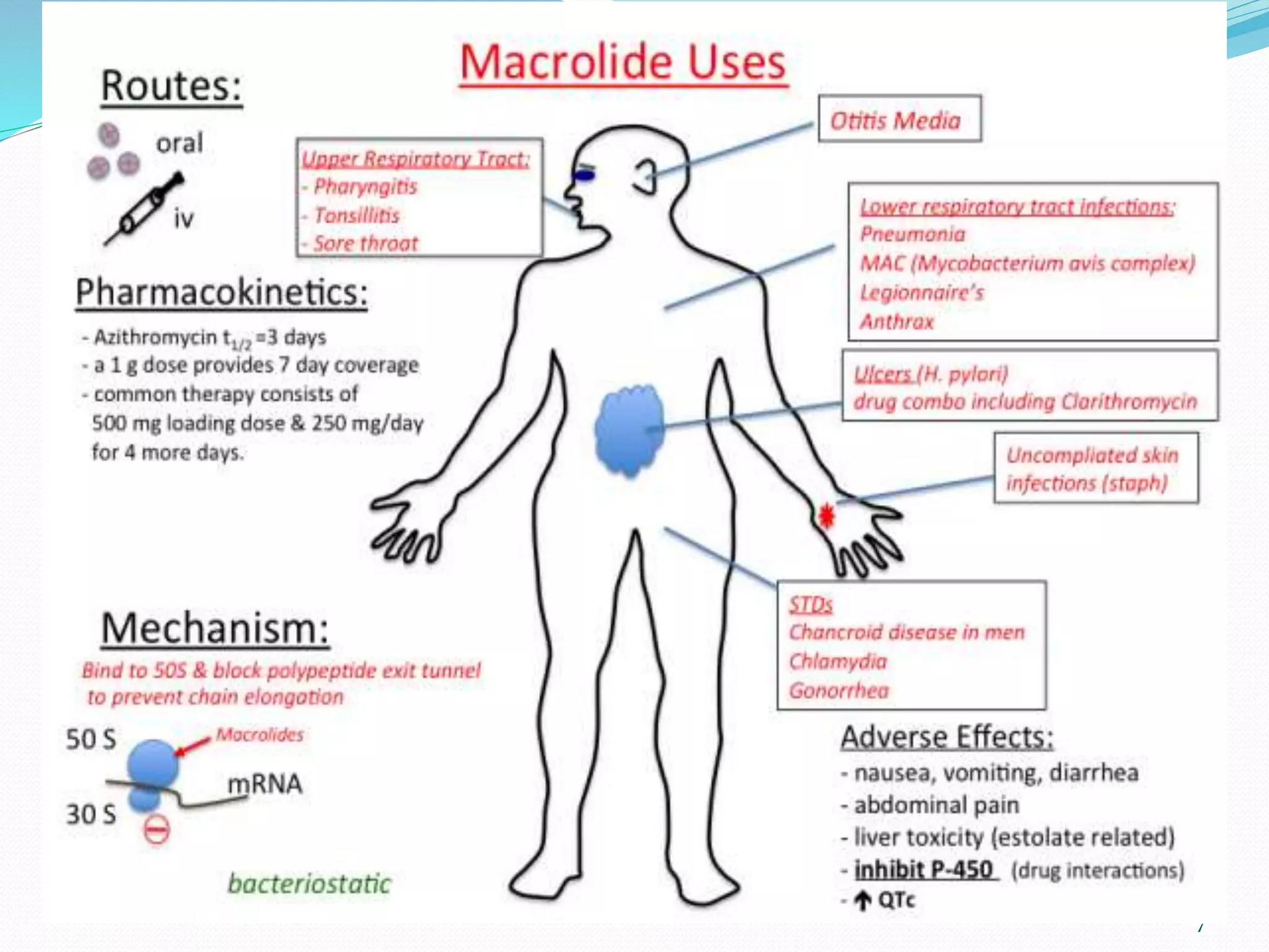 Macrolides Antibiotics | PPTX