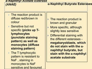 Special stains in Bone marrow examination | PPTX