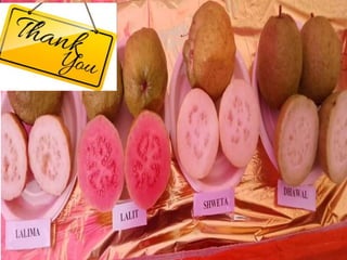 Guava value addition and post harvest technology by | PPTX