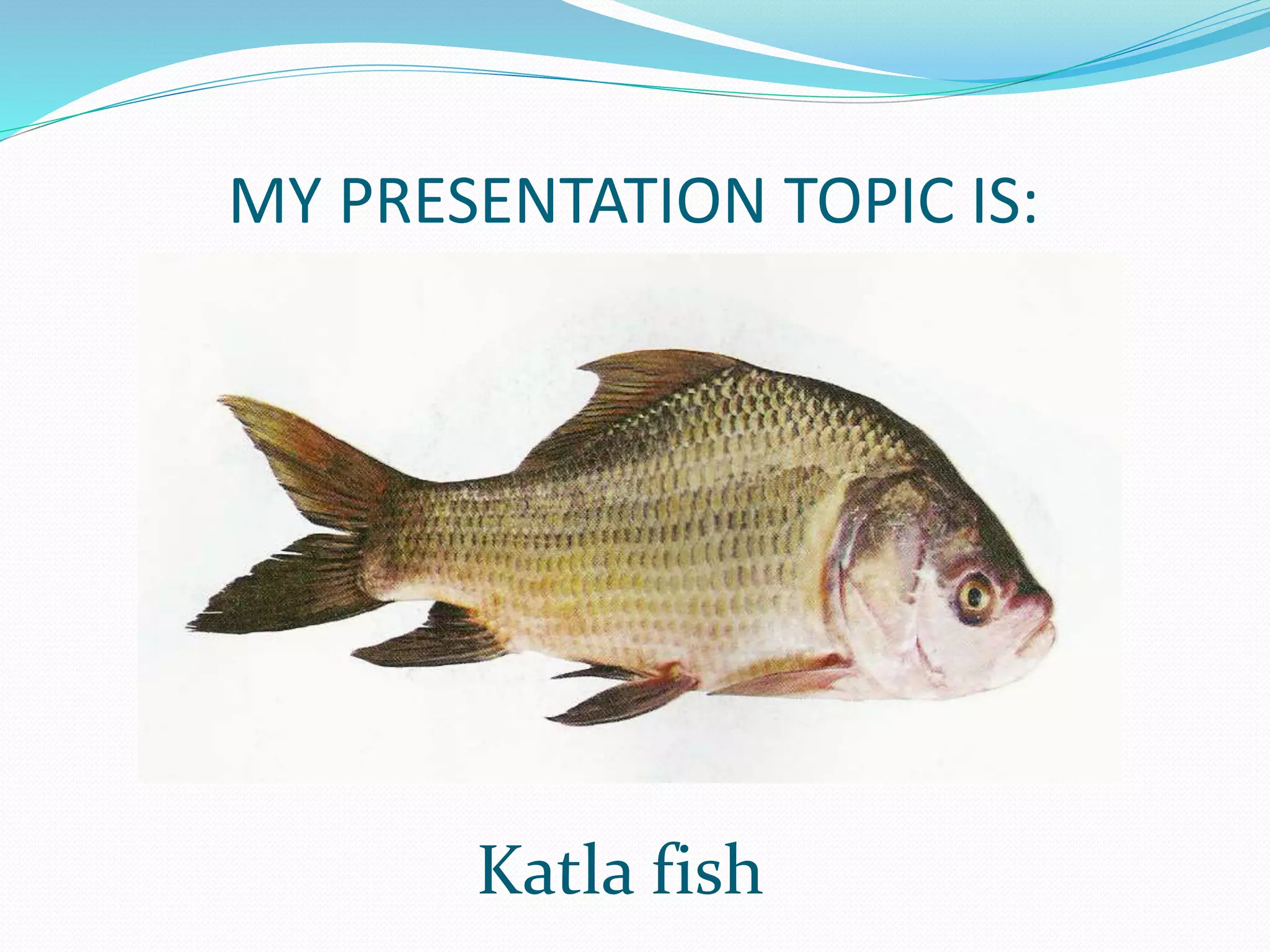 Katla fish,catla catla,Gibelion catla | PPTX