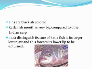 Katla fish,catla catla,Gibelion catla | PPTX
