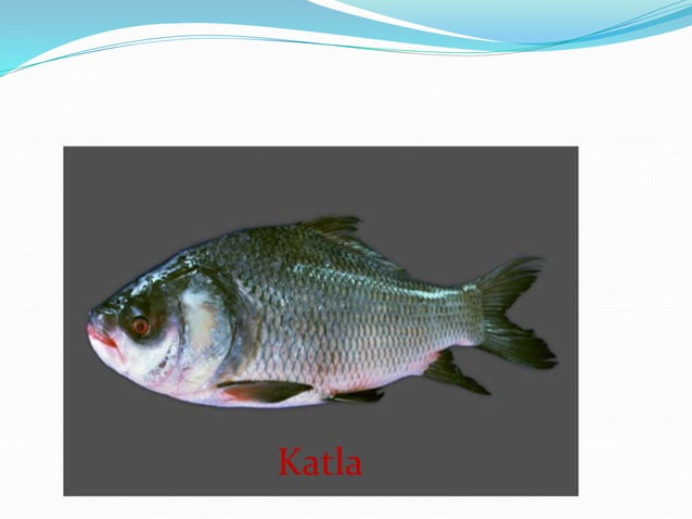 Katla fish,catla catla,Gibelion catla | PPTX | Fish and Aquariums | Pets
