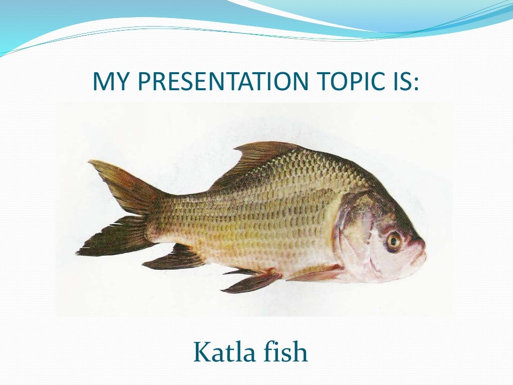 Katla fish,catla catla,Gibelion catla