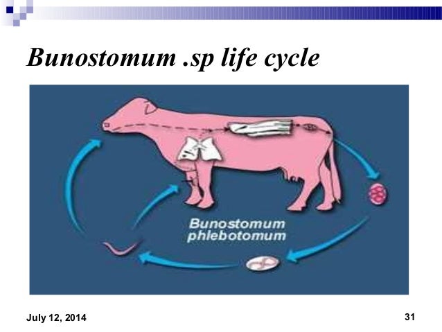 Intestinal parasite by Armia Naguib